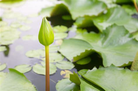 배경 질감에 대 한 수영장에서 녹색 로터스 꽃 봉 오리의 사진 0명에 대한 스톡 사진 및 기타 이미지 0명 고요한 장면 꽃 한송이 Istock