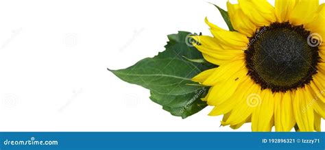 Yellow Sunflower Isolated On White Stock Image Image Of Single