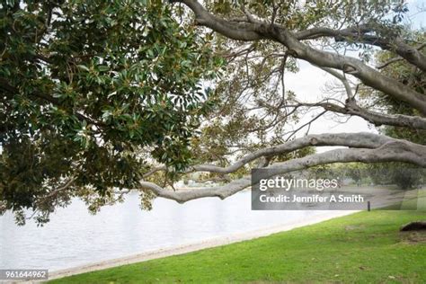 Moreton Bay Photos And Premium High Res Pictures Getty Images