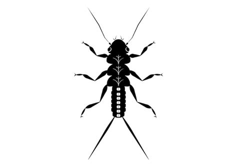 Zwart Wit Steenvlieg Nimf Insect Clipart Vector Kleurplaat Van Een Steenvlieg Nimf Insect