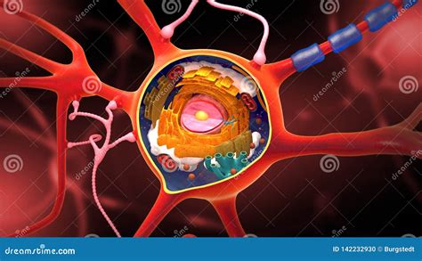 Cell Nucleus Parts Of The Cell Nucleus Vector Illustration 103742158