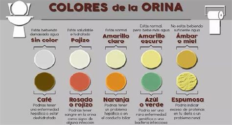El Color Y Olor De La Orina Puede Ser Un Indicador De Salud Color De