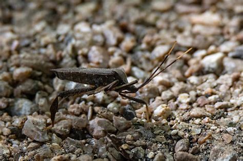Bug Acanthocephala Terminalis Bugguide Net