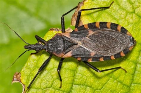 Kissing Bugs In Oregon Identification Risks And Practical Prevention