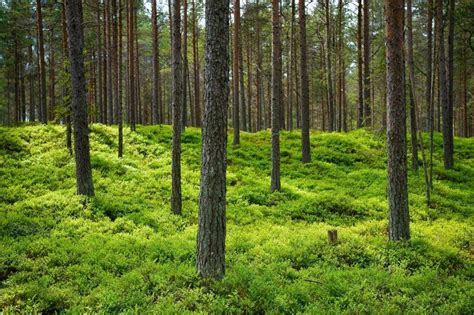 Prerna Koirala On Linkedin Cleantech Innovator Fibenol Offers A Real Alternative To The Fossil