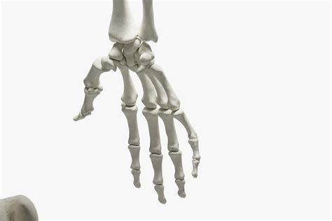 Ultimate 3d Human Skeleton Model Perfect For Medical Training And Scientific Research 3d Model