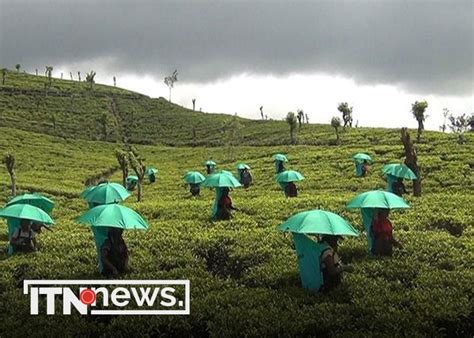 තේ දළු නෙළන වතු කම්කරුවන්ට කුඩයක් Itn News