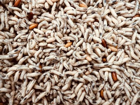 Maggots Old World Screw Worm Fly Daff