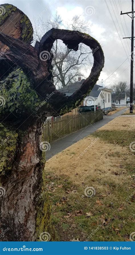 Tree Trunk Forms The Shape Of A Heart Stock Image Image Of Tree