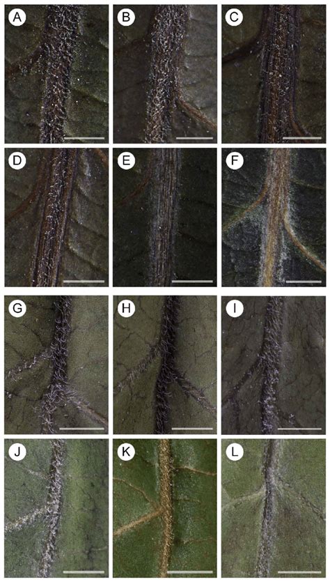 Variation Of The Density Of Indumentum On The Adaxial Surface Of The