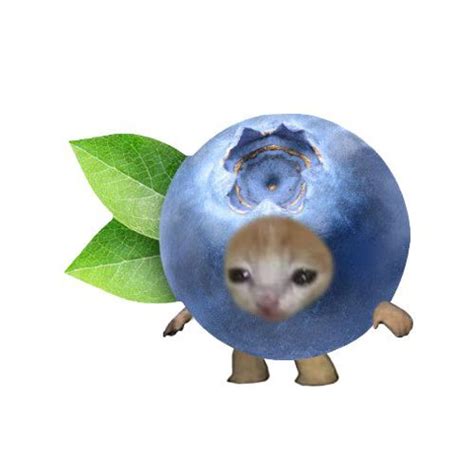 Blueberry Cat Meme At Alden Kyle Blog