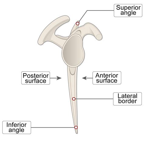 Scapula Bone Anatomy Quizzes Human Bio Media