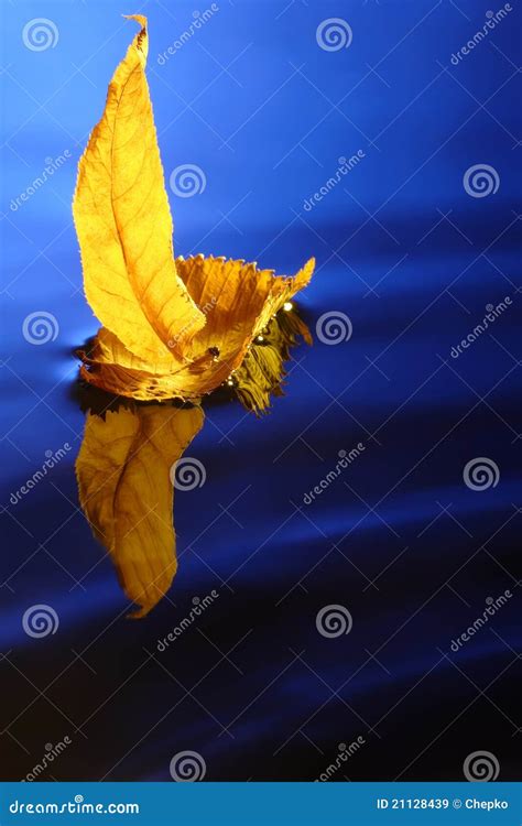 Leaf Ship Stock Image Image Of Autumn Background Alone 21128439