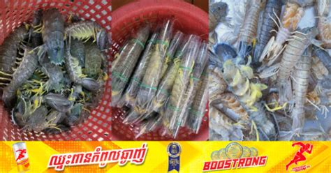 «បង្កងកណ្តូបកម្ពុជា ដែលធ្លាប់នាំចេញសាកល្បងទៅចិន ៤៥គីឡូ ត្រឹម ២ខែនៃឆ្នាំ២០២៤នេះ