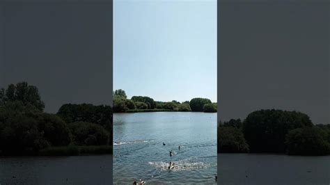 Wayne Jackson On Linkedin Quack Tastic Adorable Ducks Race For Their Dinner🦆 Shorts