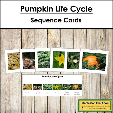Pumpkin Life Cycle Sequence Cards Montessori Nomenclature Digital