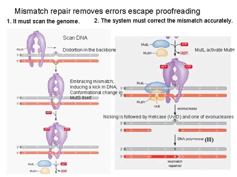 The Mutability And Repair Of Dna Replication Errors