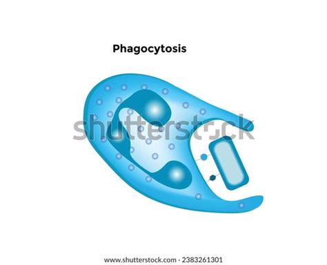 Fibroblast Cell Dermis Connective Tissue Cell Stock Vector Royalty Free 2383261301 Shutterstock
