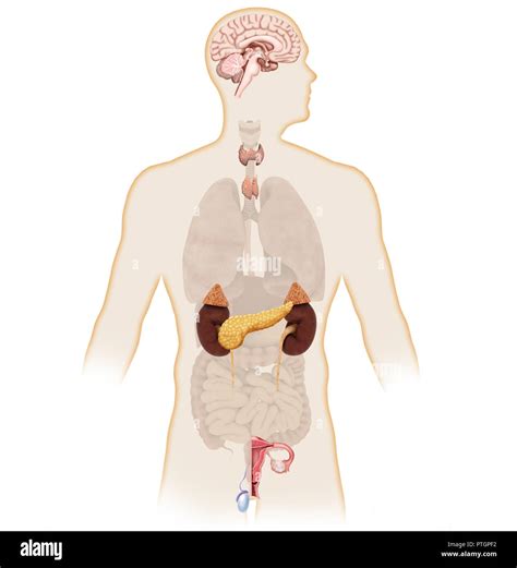 Endocrine System Unlabeled Diagram