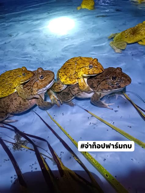 คนเลี้ยงกบ กบเลี้ยงฅน เช้าๆแบบนี้ผมจะมาสลับคู่ให้กบครับ ผสมพันธุ์กบ นครน Facebook