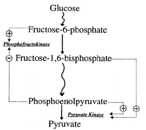 Glycolysis To Pyruvate