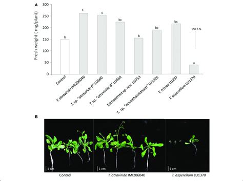 Influence Of Trichoderma Inoculation On The Fresh Weight Of