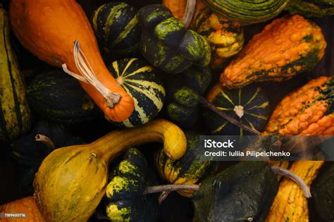호박 배경입니다 호박 클로즈업 천연 신선한 유기농 야채 건강한 식습관 생식 식단 가을 색 가을 시즌 농업 맨 위 보기 호박의 날 추수 감사절과 할로윈 포스터 0명에 대한
