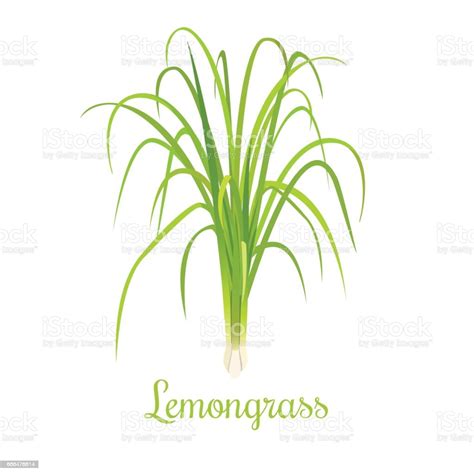 레몬그라스 또는 Cymbopogon 또는 시트로 넬 라 잔디입니다 요리 허브 레몬 그라스에 대한 스톡 벡터 아트 및 기타 이미지