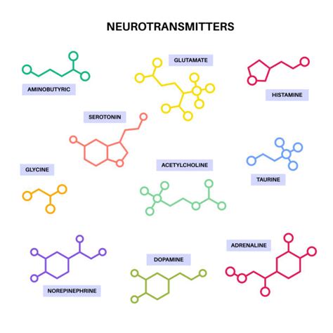 Gaba Neurotransmitter