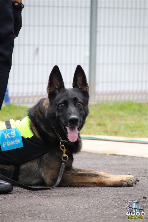 [PHOTOS] PDRM Welcomes New K-9 Unit In Langkawi