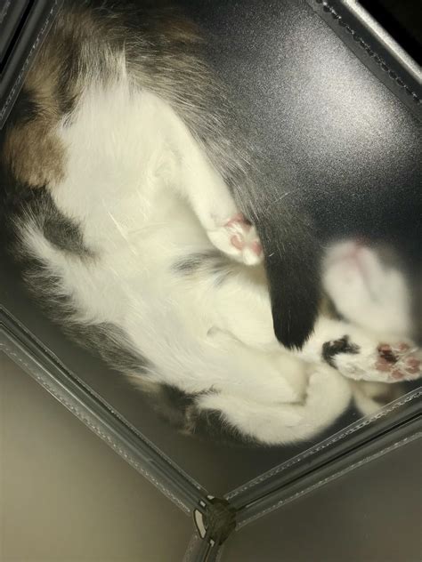 Sleepy Kitty From Below Rcatsonglass