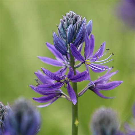 How To Plant Camassia Bulbs At Gabrielle Miller Blog