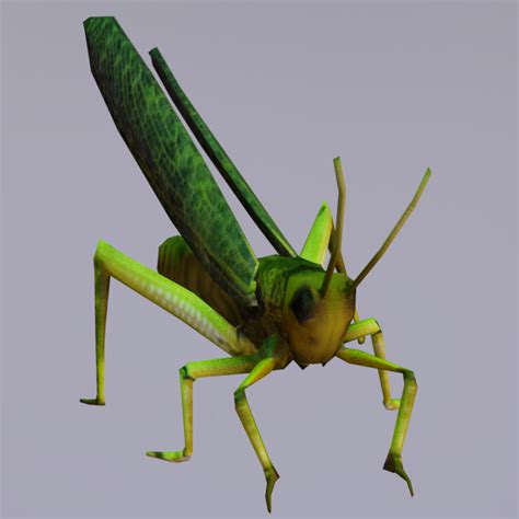 Grasshopper Animated 3d Model In Insects 3dexport
