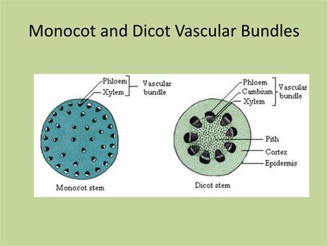 Ppt Stem Structure And Function In Plants Powerpoint Presentation