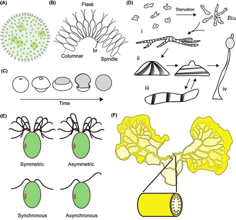 Biophysical Approaches To Understanding Form And Behavior In Protist