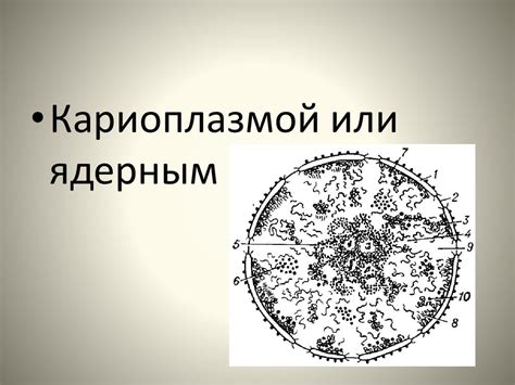 Строение клетки и функции органоидов Органеллы клетки презентация онлайн