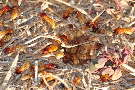 Northern Harvester Termite Bdi