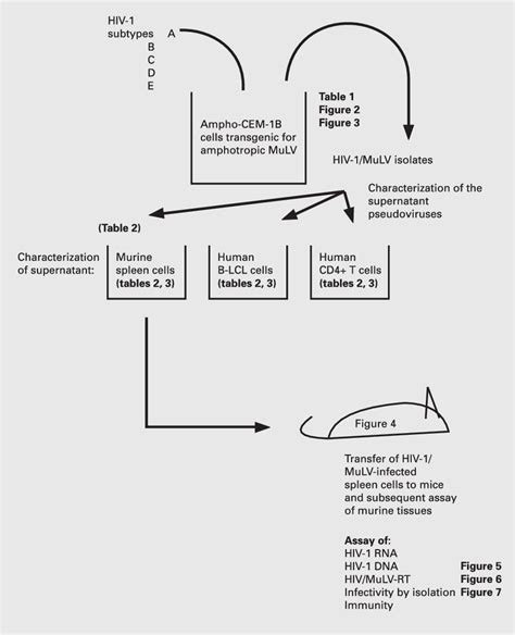 Figure 1 From Genetic Immunization With Multiple Hiv 1 Genes Provides Protection Against Hiv 1