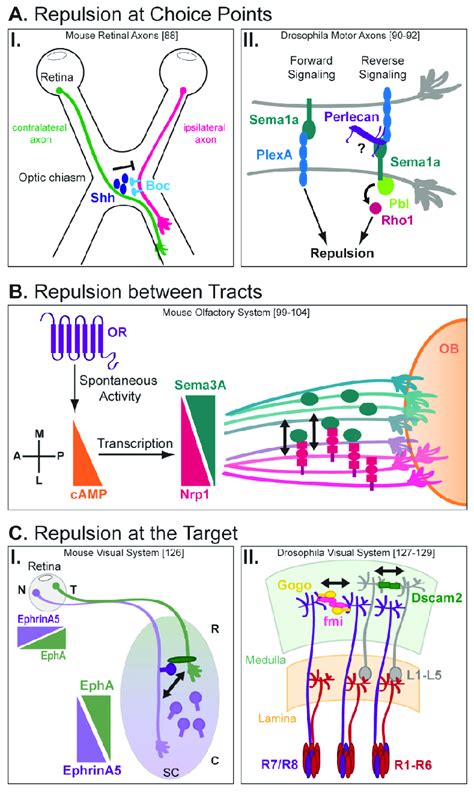 Axon Axon Interactions Regulate Axonal Repulsion During Neural Circuit Download Scientific