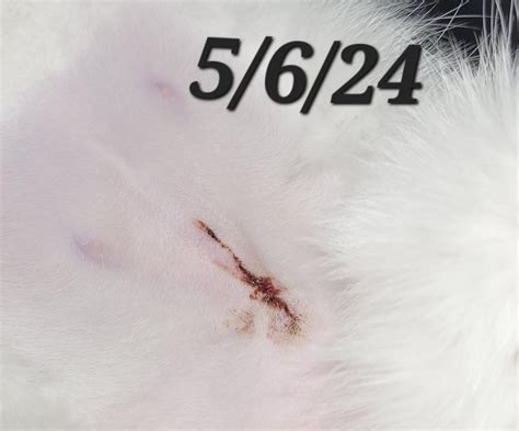 Cat Spay Incision Concern Question Rcathelp