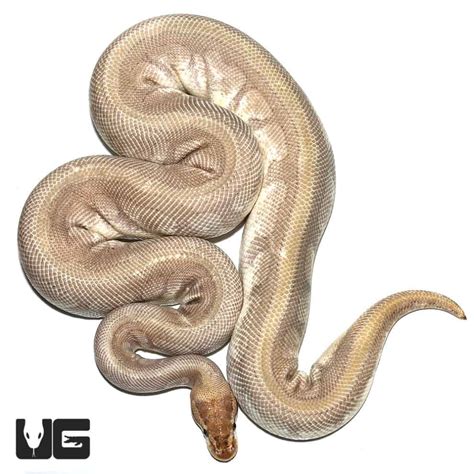 2018 Lavender Albino Spider Ball Python For Sale Underground Reptiles
