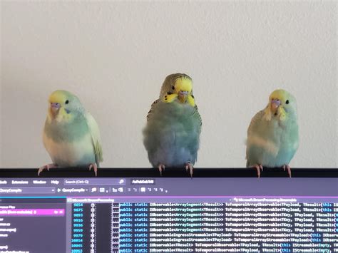 Nuget Install Stylecopanalyzers Rbudgies