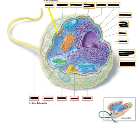 Ch Eukaryotes And Microorganisms Flashcards Quizlet