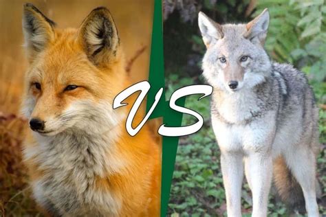 Fox Vs Coyote Key Differences Wildlife Informer