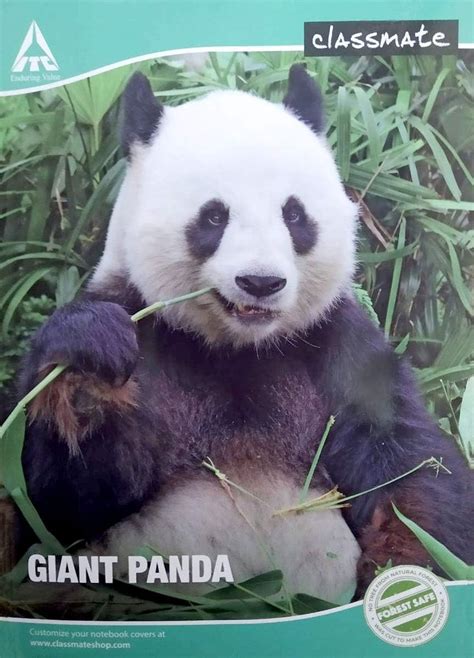 Classmate Pulse 6 Subject Spiral Notebook Pack Of 1 Single Line 500 Pages A4 29 7cm X 21