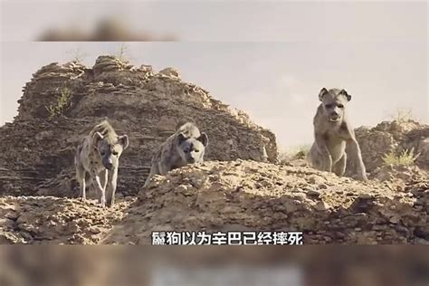 真狮版，狮子王，小时候的回忆，百看不厌呀！狮子王真狮小时候