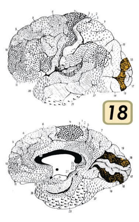 Researchers Identify Path To Emulate Visual Cortex V1 And V2 Layers Wright Patterson AFB