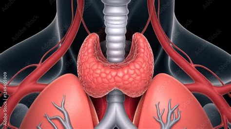 Thyroid Gland Medical Animation 4k 3d Neck Anatomy With Cervical