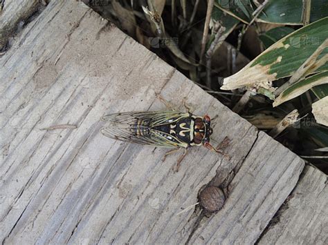 bug2