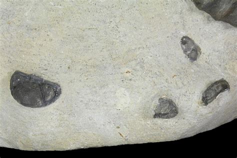 12 4 Plate Of Three Devonian Ammonoid Anetoceras Fossils Morocco